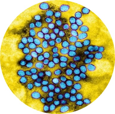 Dengue antígeno NS1: Valor diagnóstico e importancia clínica. - ANNAR Health Technologies - Mexico